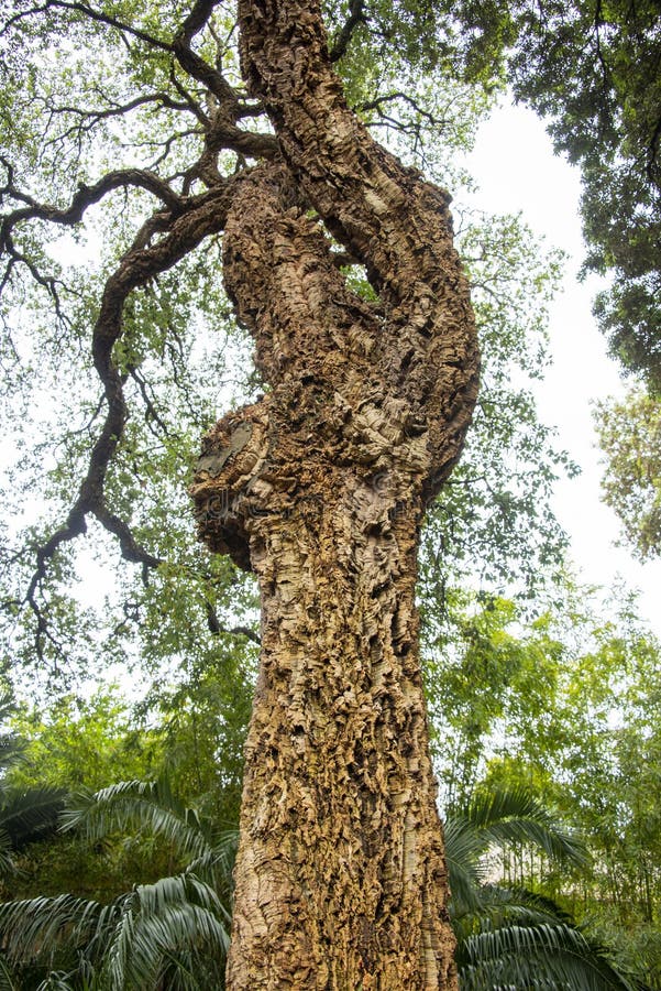 Cork Oak Tree stock image. Image of centenarian, quercus - 302713975