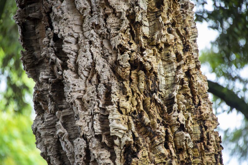 Cork Oak Tree stock photo. Image of roots, suber, ground - 302713980