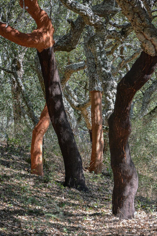 Forest of cork trees. Cork stock photo. Image of horizontal - 161707152