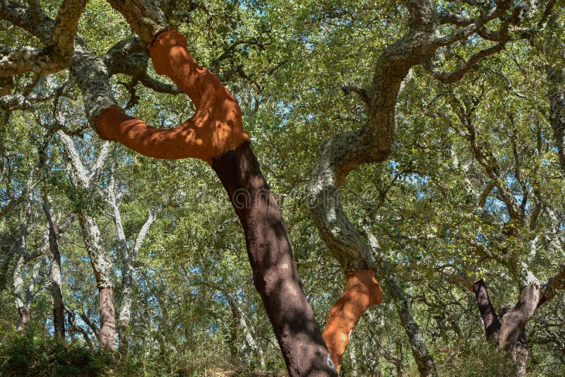 Forest of cork trees. Cork stock image. Image of vertical - 161707725