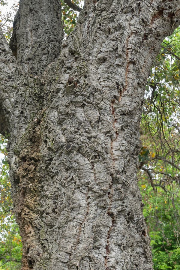 Cork Oak tree, Napa Valley stock image. Image of downtown - 277144369