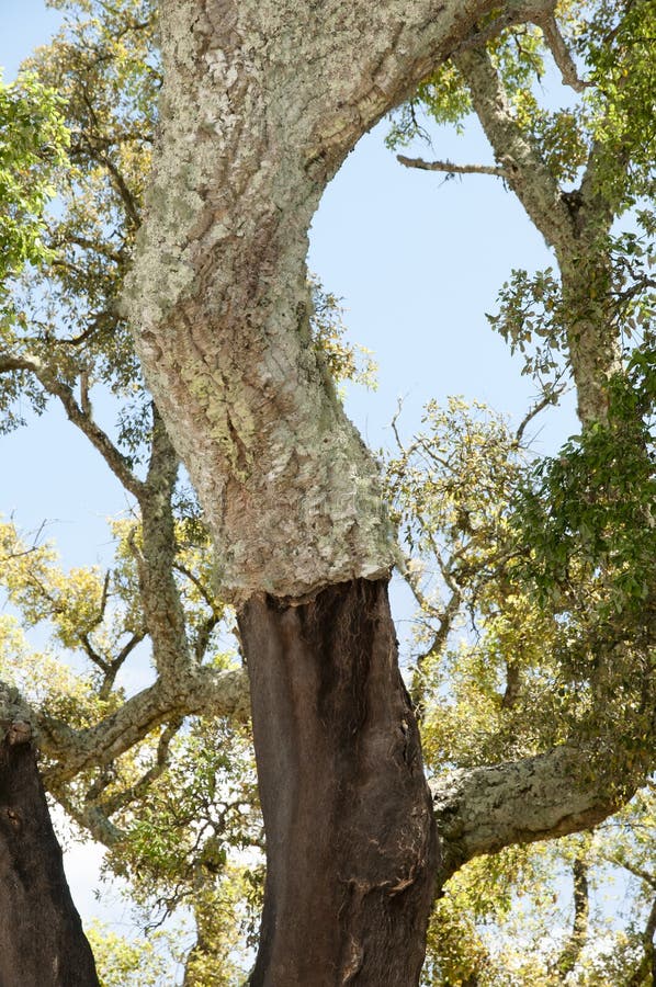 Cork Oak Tree stock image. Image of centenarian, bark - 91997267