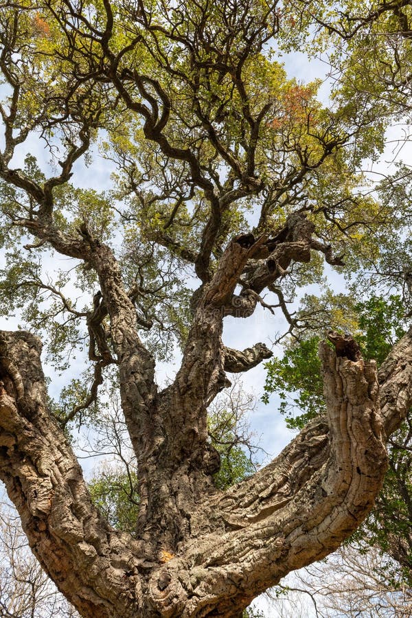 Cork Oak Tree Stands Tall and Proud Against a Bright Blue Sky Stock ...
