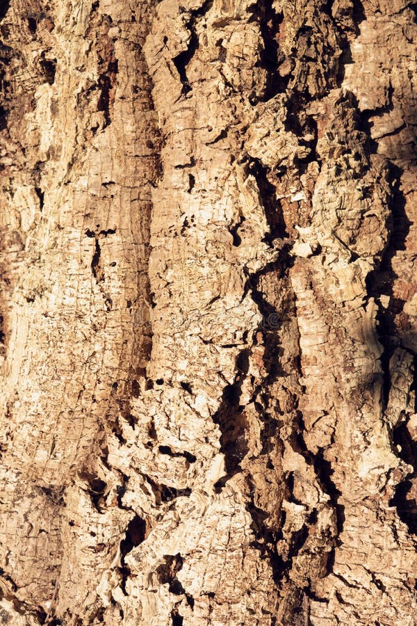 Oak tree texture stock photo. Image of layers, deciduous - 16221084