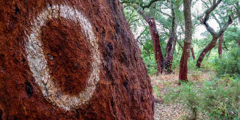 Cork Oak Trees with Trunk in the Foreground with Number Zero. All ...