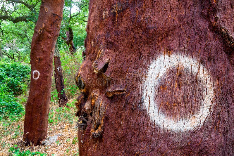 Cork Oak Trees with Trunk in the Foreground with Number Zero. All ...