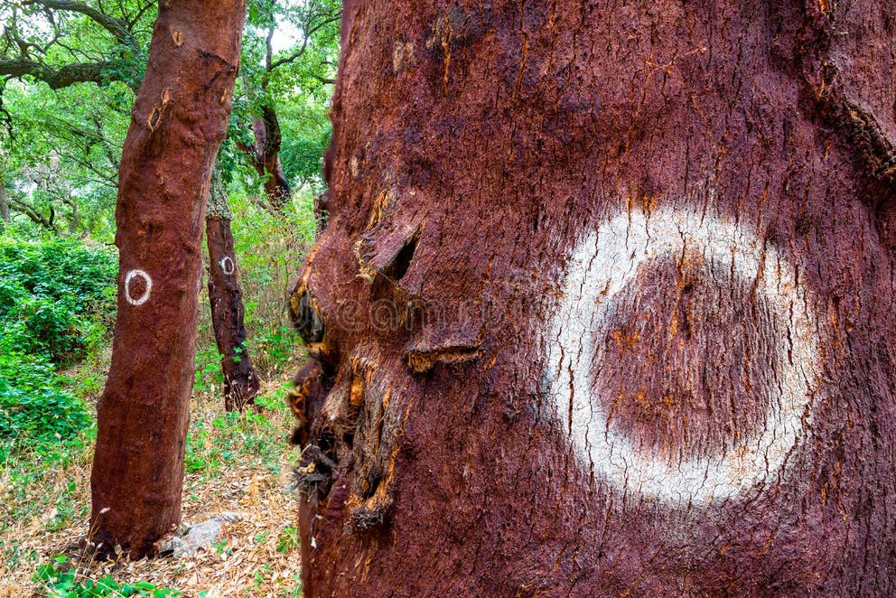 Cork Oak Trees with Trunk in the Foreground with Number Zero. All ...