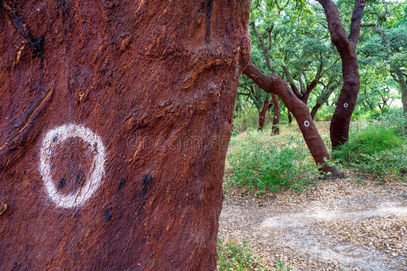 Cork Oak Trees with Trunk in the Foreground with Number Zero. All ...