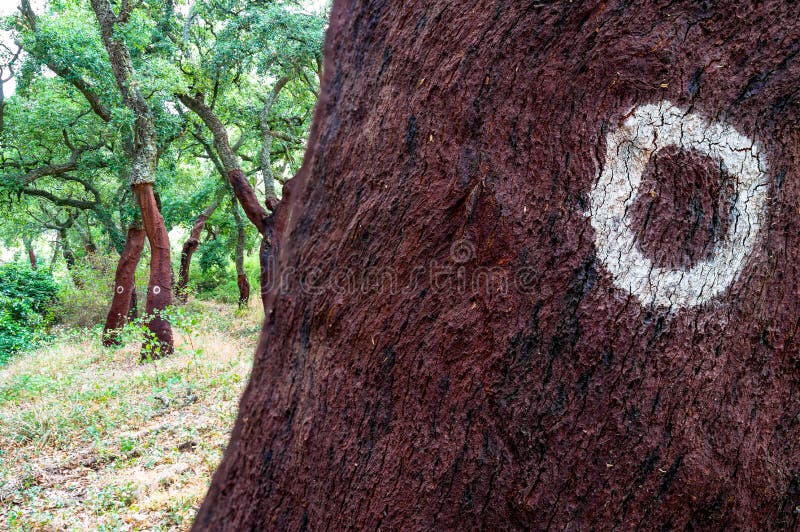 Cork Oak Trees with Trunk in the Foreground with Number Zero. All ...
