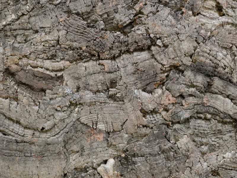 Cork Pressed, a Natural Raw Material, Texture Stock Image - Image of ...