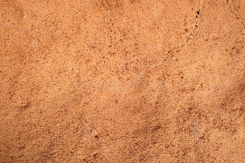 The origin of cork stock image. Image of plywood, wall - 334028423