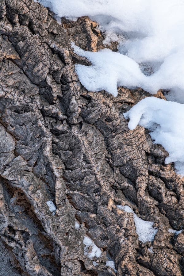 Cork Oak Tree Bark Texture with Snow. Tree Bark Texture with Snow ...