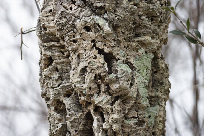 The Cork Tree, Details of the Bark Stock Image - Image of pristine ...