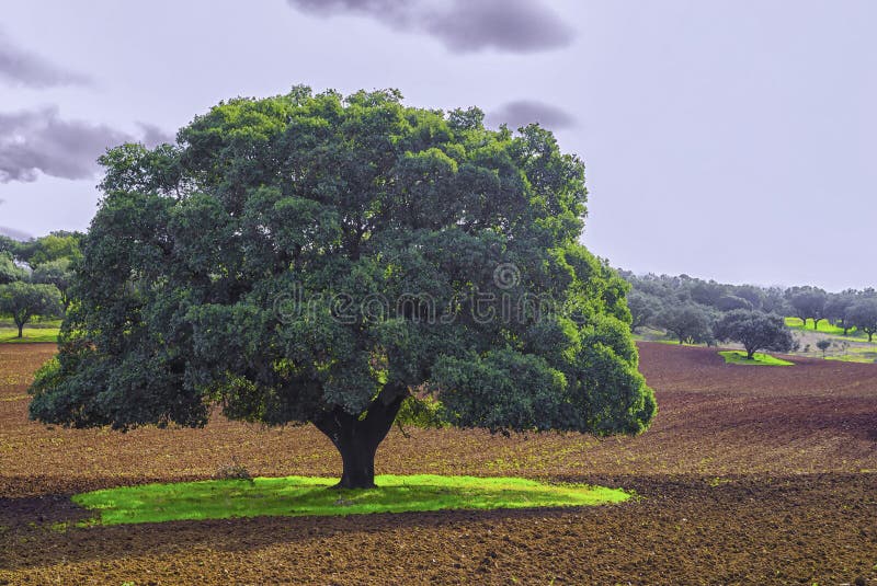 Cork Tree on a Green Patch of Grass Stock Image - Image of tree ...