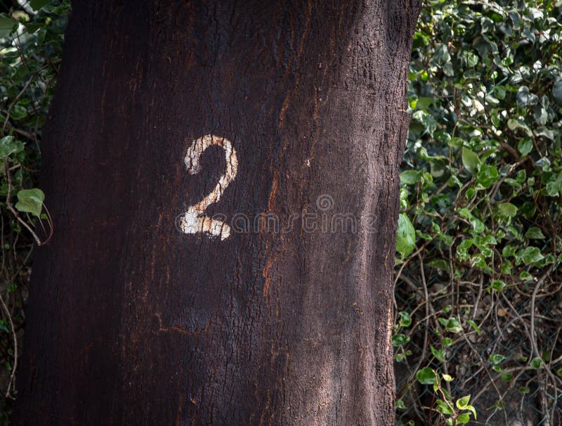 Cork tree stock image. Image of peeled, alentejo, portugal - 44085199