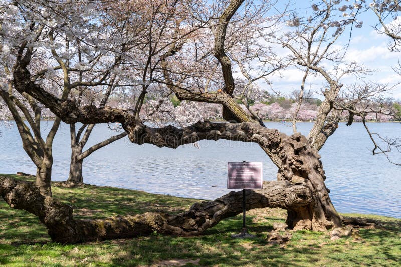 Cork Tree is a Protected Tree at the Tidal Basin in Washington DC Stock ...