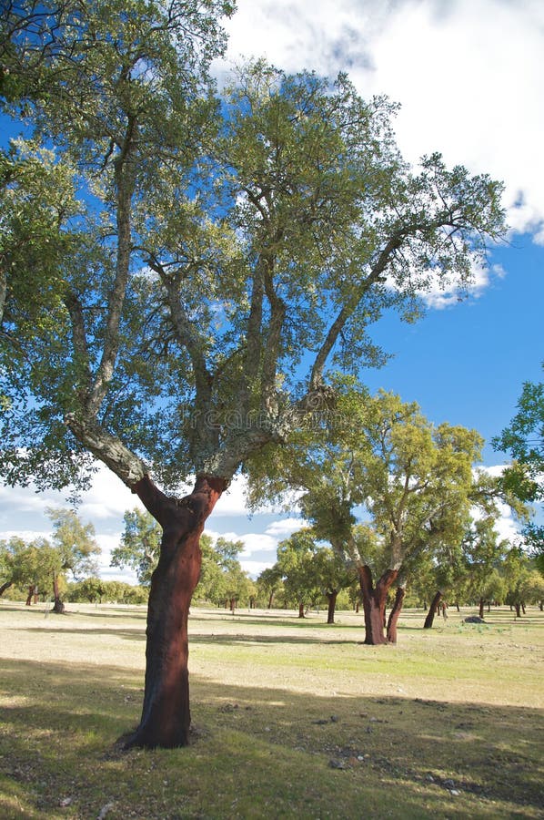 Cork trees stock image. Image of plant, europe, rural - 9249427