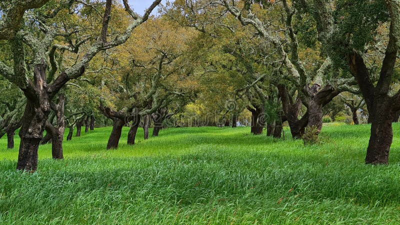 Cork Trees, Alentejo, Portugal Stock Photo - Image of park, flower ...