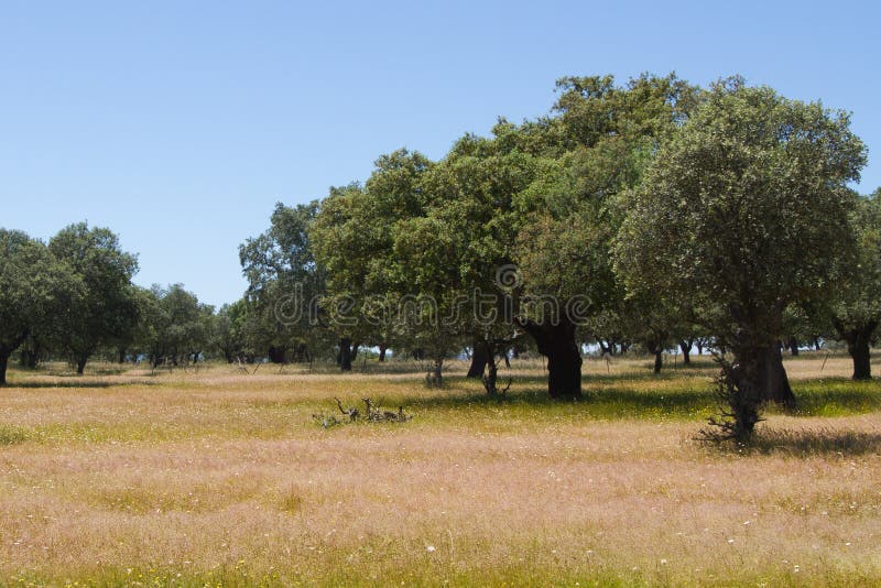 448 Cork Trees Forest Spain Stock Photos - Free & Royalty-Free Stock ...