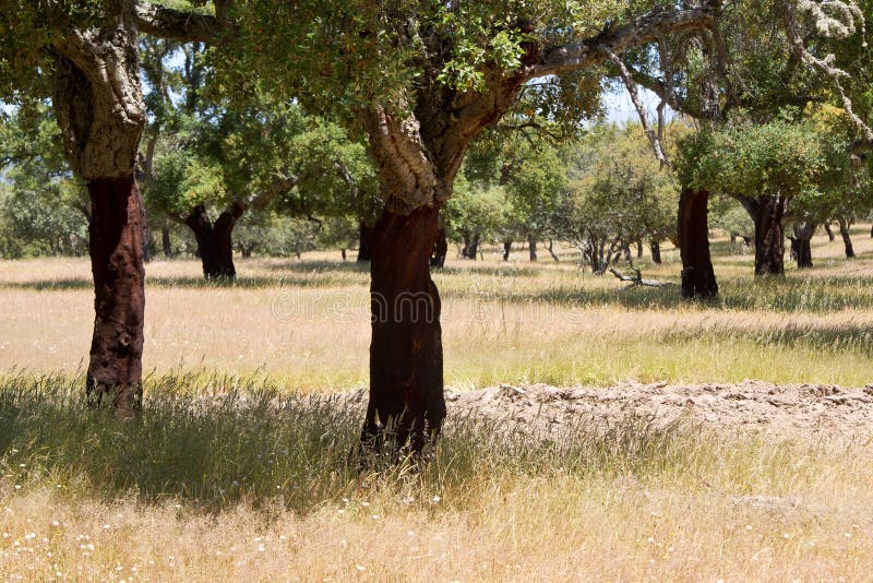 Cork trees forest stock photo. Image of tourism, sunny - 43451306