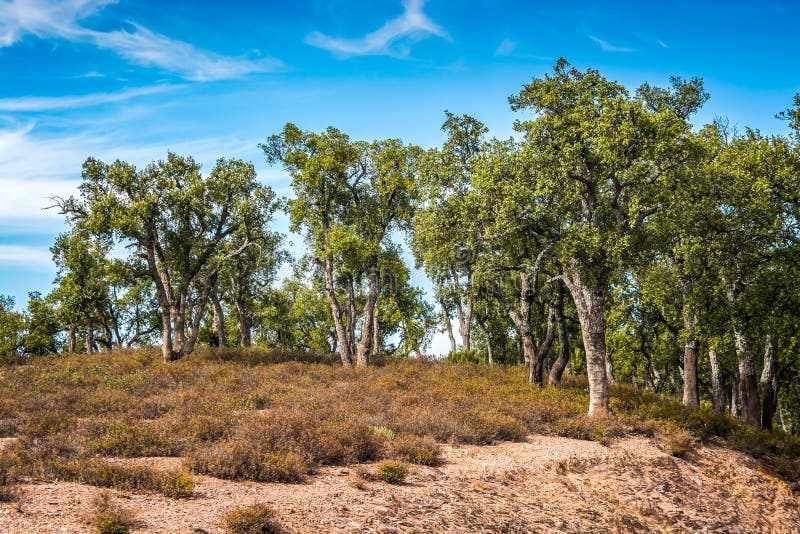 Cork Oak Morocco Stock Photos - Free & Royalty-Free Stock Photos from ...