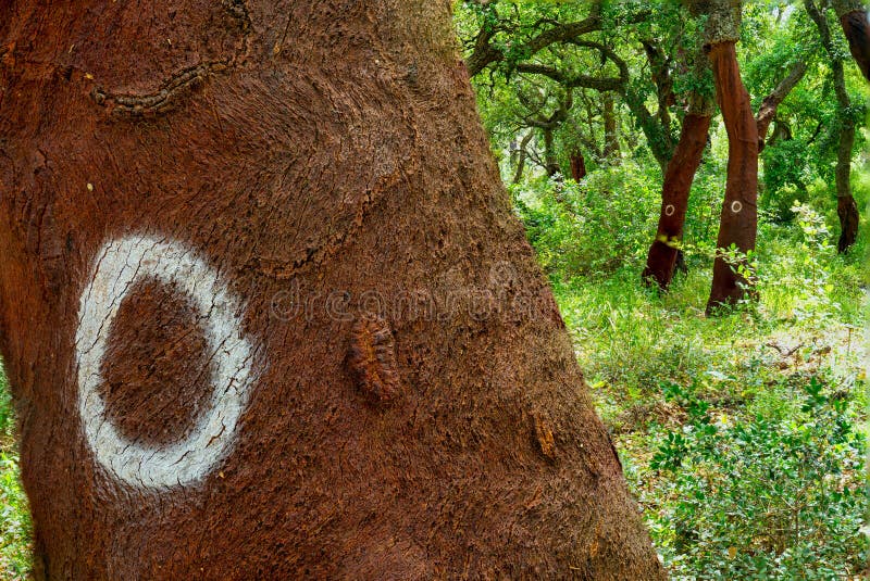 Cork trees bent stock photo. Image of forest, longevity - 4632202