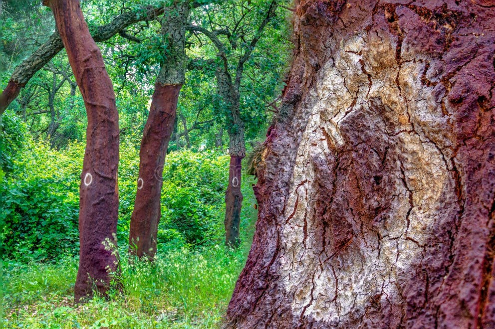 Cork Trees. Cork Removed in 2000. Number 0 Written on the Trunk Stock ...