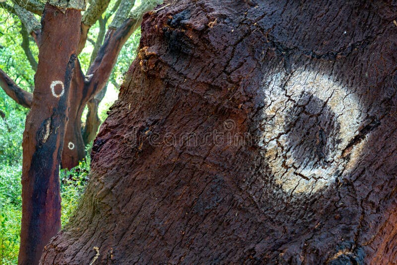 Cork Trees. Cork Removed in 2000. Number 0 Written on the Trunk Stock ...