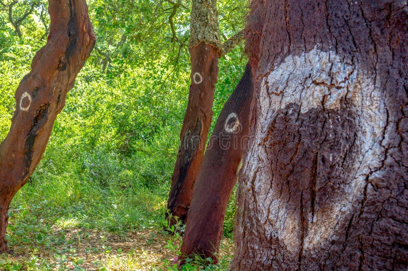 Cork Trees. Cork Removed in 2000. Number 0 Written on the Trunk Stock ...