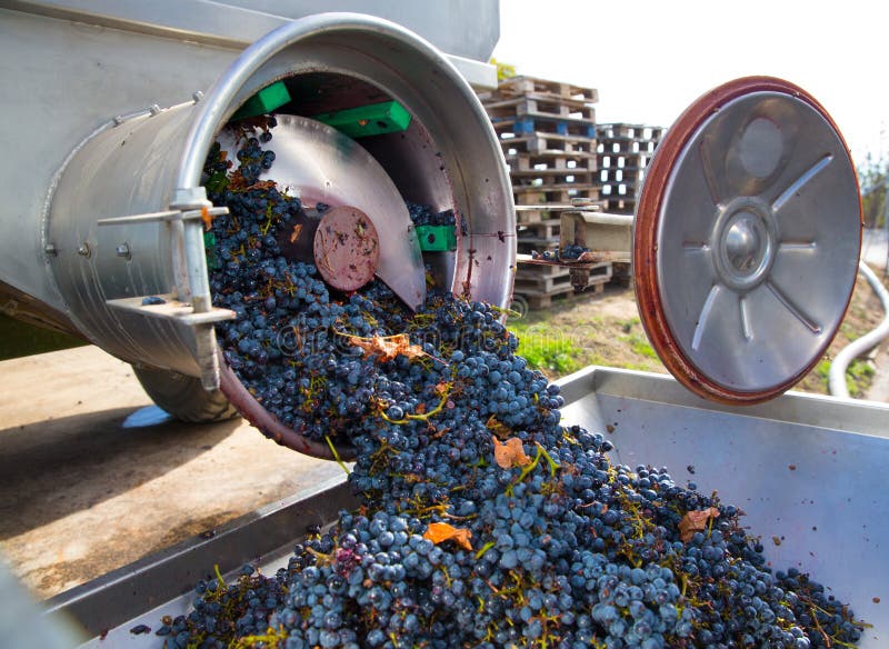 Corkscrew Crusher Destemmer Winemaking with Grapes Stock Image - Image ...
