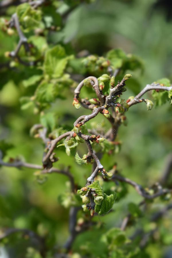 Corkscrew hazel stock image. Image of hazel, leaves - 299852255