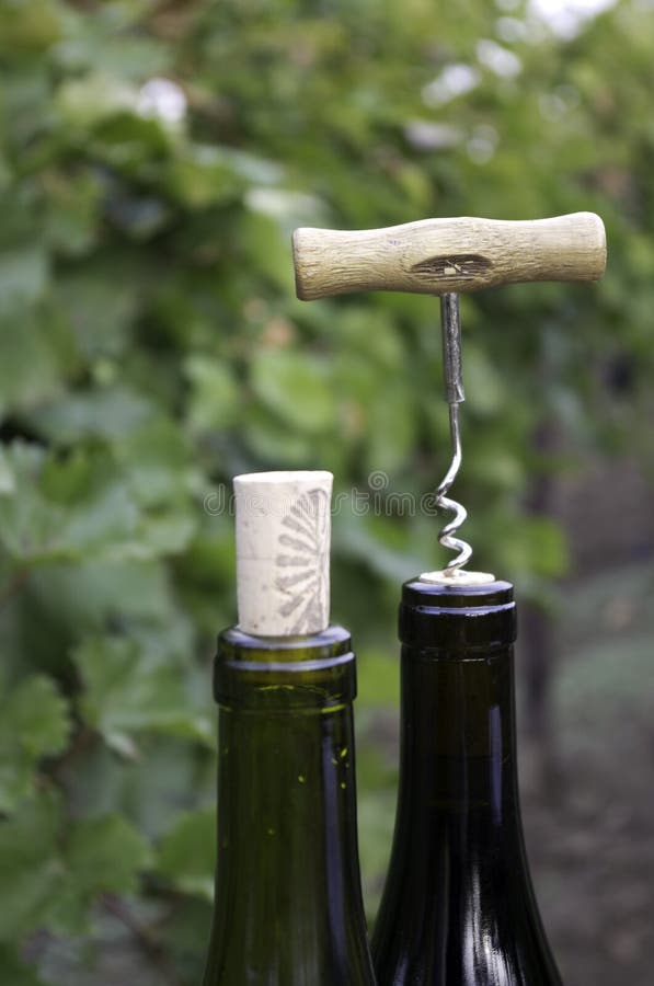 Wine stock photo. Image of serve, bottle, dinner, vineyard - 112056