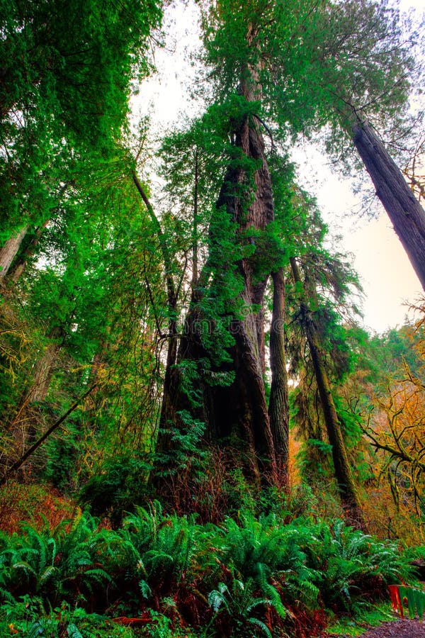 Corkscrew Tree, Redwoods National and State Parks, California Stock ...