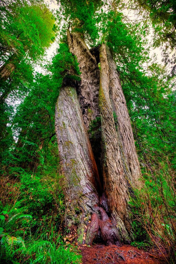 Corkscrew Tree, Redwoods National and State Parks, California Stock ...