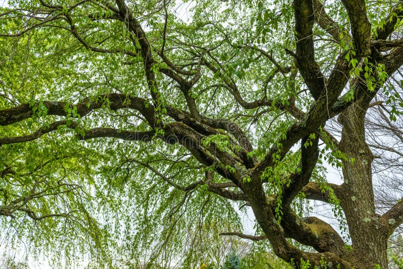 Corkscrew Willow stock image. Image of trunk, leaves - 261700657