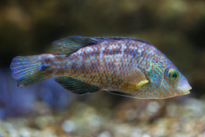 Corkwing Wrasse Symphodus Melops. Stock Image - Image of wild, fauna ...