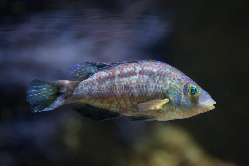 Corkwing Wrasse Symphodus Melops. Stock Image - Image of water, labrus ...