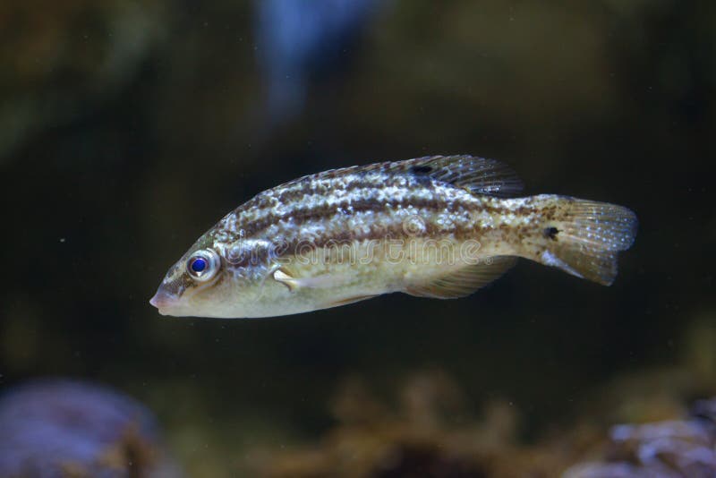 Corkwing Wrasse Symphodus Melops. Stock Image - Image of water, labrus ...