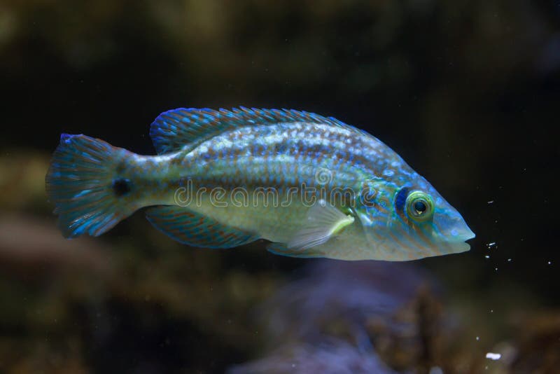 Corkwing Wrasse Symphodus Melops. Stock Image - Image of labroidei ...