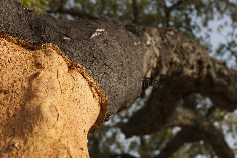 Corkwood Tree, Namibia, Southern Africa Stock Image - Image of namibia ...