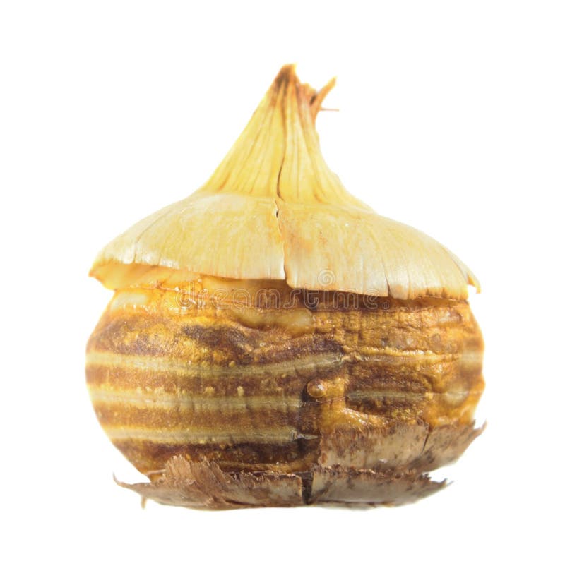 Corm of Crocus Isolated on White Background. Bulb of Crocus Sativus ...