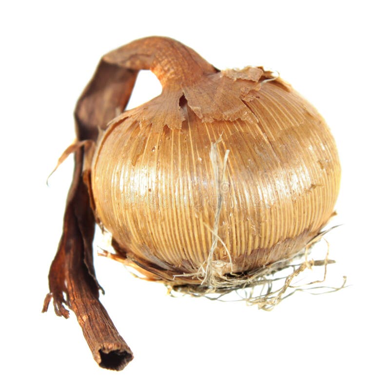 Corm of Crocus Isolated on White Background. Bulb of Crocus Sativus ...