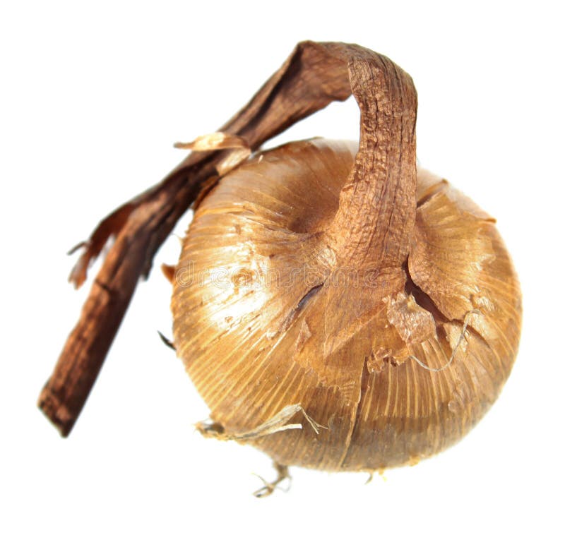 Corm of Crocus Isolated on White Background. Bulb of Crocus Sativus ...