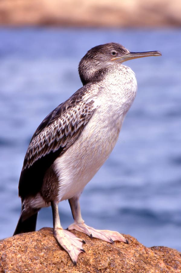 Cormoran stock photo. Image of aquatic, rock, cormorano - 2795088