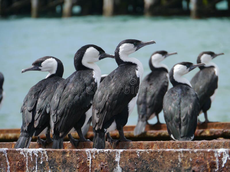 Cormoranes De Varios Colores Australianos Imagen de archivo - Imagen de ...