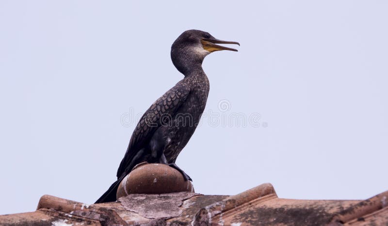 Cormorani immagine stock. Immagine di uccelli, casa, aviario - 39971633