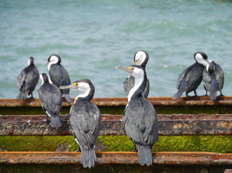 Cormorani Australiani Sull'rotaie Immagine Stock - Immagine di ...