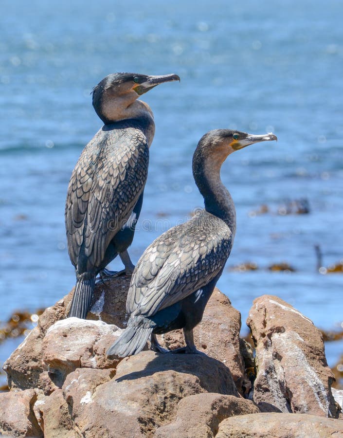 I Cormorani Del Capo (capensis Del Phalacrocorax) Sui Precedenti ...