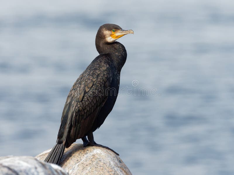 Cormorano - Carbo Del Phalacrocorax Fotografia Stock - Immagine di ...