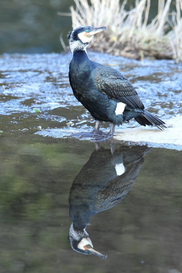 Blue-eyed Cormorant (Phalacrocorax Atriceps) Stock Image - Image of ...